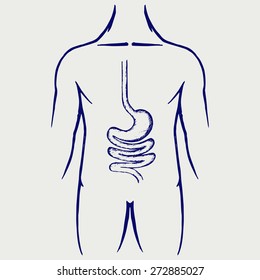 Human Digestive System Doodle Style Stock Vector (Royalty Free ...
