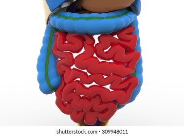 Human Digestive System Illustrated Different Colors Stock Illustration ...