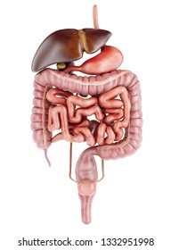 Human Digestive System Internal Organs 3d Stock Illustration 1332951998 ...