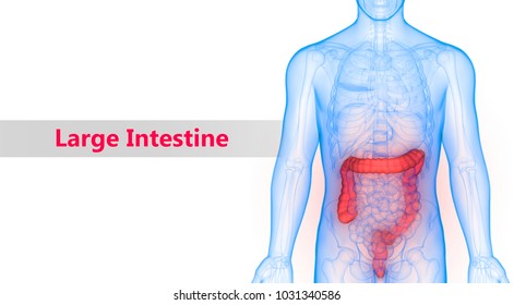 Human Digestive System Large Intestine Anatomy Stock Illustration ...