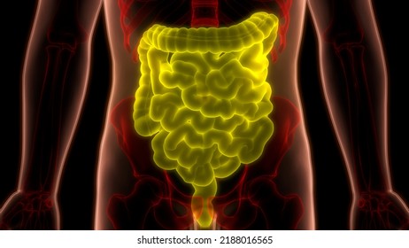 Human Digestive System Large Small Intestine Stock Illustration ...
