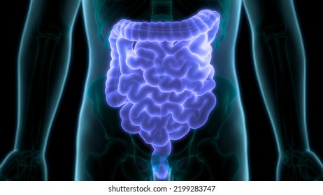 Human Digestive System Large Small Intestine Stock Illustration ...