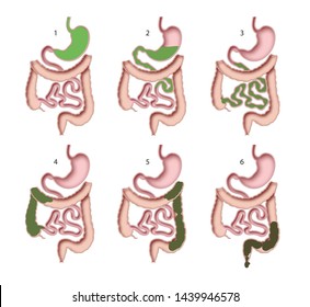 Human Digestive System Digestive Process Stock Illustration 1439946578 ...