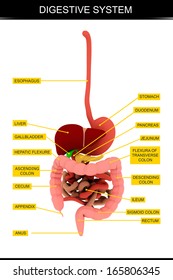 2,149 Sigmoid colon Images, Stock Photos & Vectors | Shutterstock