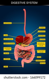 Human Digestive Systems Chart Isolated On Stock Illustration 166099172 ...