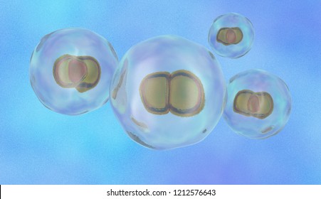 Human Embryo Cell Division Stock Illustration 1212576640 | Shutterstock