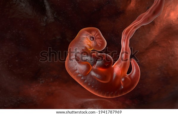 Human Embryo End 5 Weeks 3d Stock Illustration 1941787969