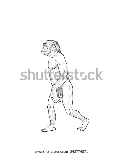 Human evolution digital illustration, homo erectus, australopithecus ...