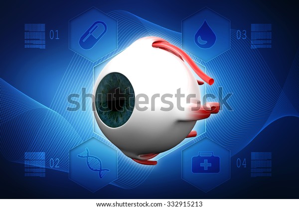 Human Eye Dissection Anatomy 스톡 일러스트 332915213 | Shutterstock