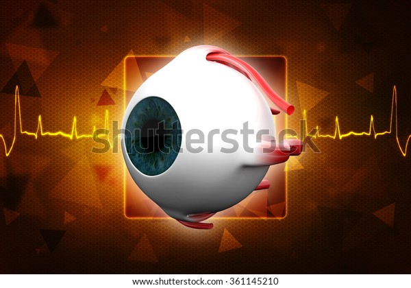 Human Eye Dissection Anatomy Stock Illustration 361145210 | Shutterstock
