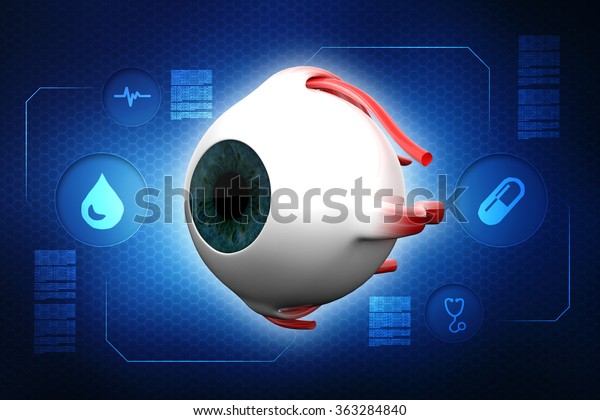 Human Eye Dissection Anatomy Stock Illustration 363284840 | Shutterstock