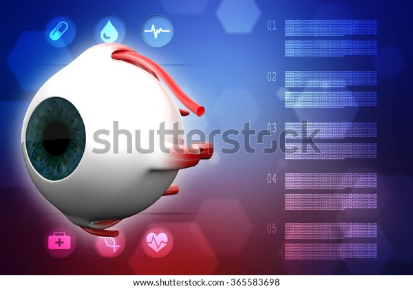 Ilustrasi Stok Human Eye Dissection Anatomy 365583698 | Shutterstock