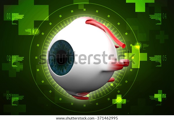 Ilustrasi Stok Human Eye Dissection Anatomy 371462995 | Shutterstock