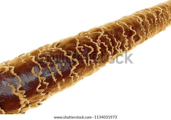 Human Hair Under Microscope 3d Illustration Stock Illustration 1134031973