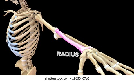 Human Hand Bone Radius 3d Illustration Stock Illustration 1965340768 ...