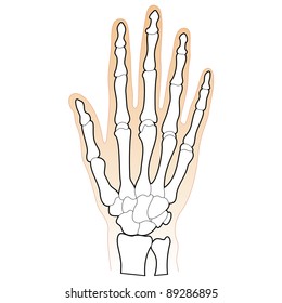 Hand Bone Set Vector Illustration Stock Vector (Royalty Free) 1814094722