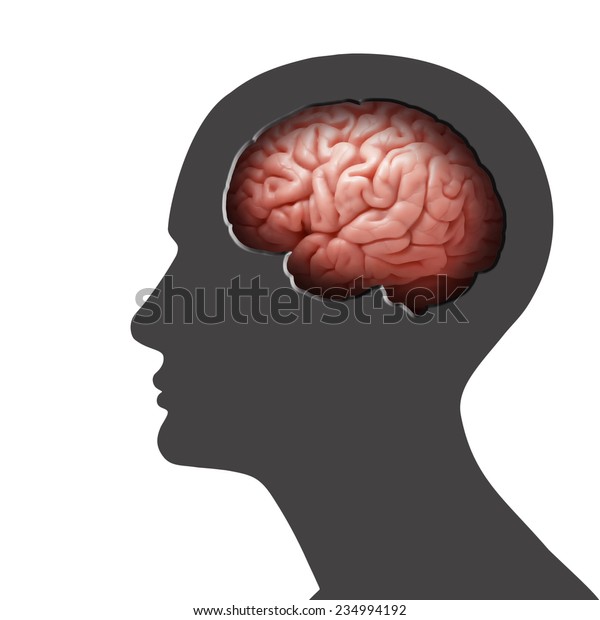 Human Head Brain White Background Stock Illustration 234994192