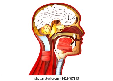 Ilustrasi Stok Human Head Cross Section 3d Illustration 1429487135 ...