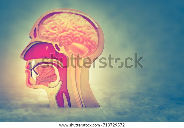 Human Head Cross Section 3d Illustration Stock Illustration 713729572 ...