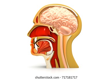 Human Head Cross Section3d Illustration Stock Illustration 717181717