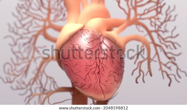 Human Heart 3d Rendering Medically Accurate Stock Illustration 2048598812