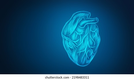 Human Heart Anatomically Correct Hand Drawn Stock Illustration ...