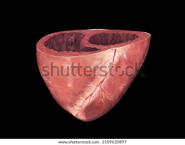 Human Heart Cross Section Left Right 库存插图 2109620897 | Shutterstock