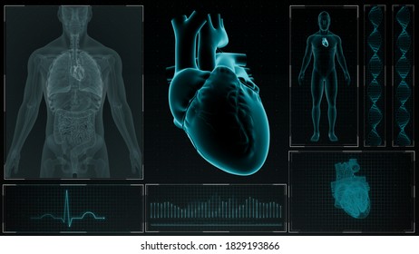 Human Heart Ventricles Atriums Anatomy 3d Stock Illustration 2048683418 ...