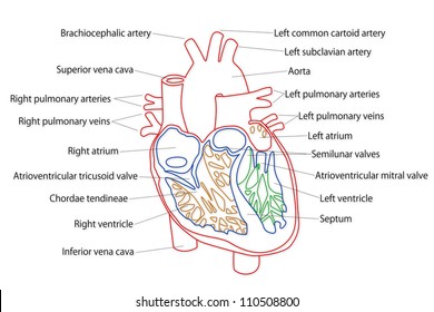 1,698 Right ventricle Images, Stock Photos & Vectors | Shutterstock