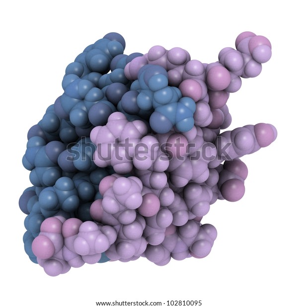 Human Insulin Molecule Chemical Structure Insulin Stock Illustration 102810095