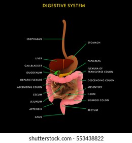 Human Internal Digestive Systems Chart 3d Stock Illustration 553438810