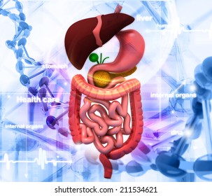 Human Internal Organs Stock Illustration 211534621