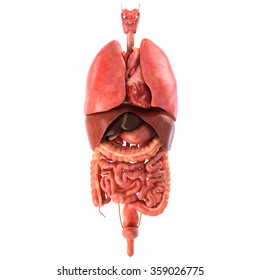 Human Internal Organs Anatomically Accurate Render Stock Illustration ...