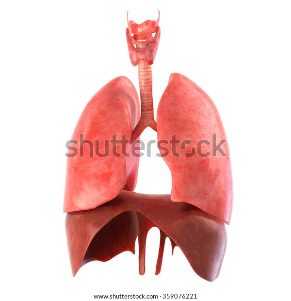 Human Internal Organs Anatomically Accurate Render: ภาพประกอบสต็อก ...