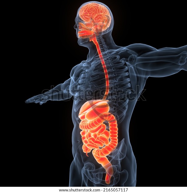 Human Internal Organs Brain Digestive System 库存插图 2165057117 | Shutterstock