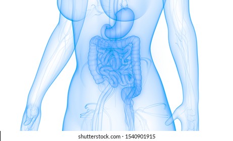 Human Internal Organs Digestive System Anatomy Stock Illustration ...