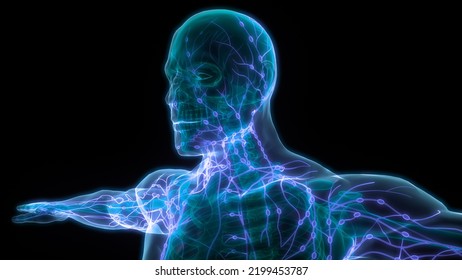 Human Internal System Lymph Nodes Anatomy Stock Illustration 2199453787 ...