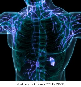 Human Internal System Lymph Nodes Anatomy Stock Illustration 2201273535 ...