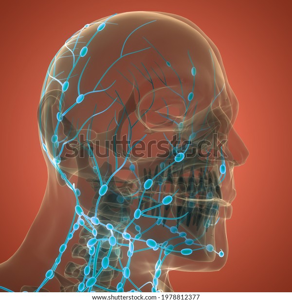 Human Internal System Lymph Nodes Anatomy Stock Illustration 1978812377 ...