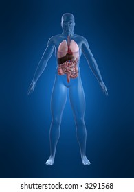 intestinos humanos: ilustración de stock 3291568 | Shutterstock