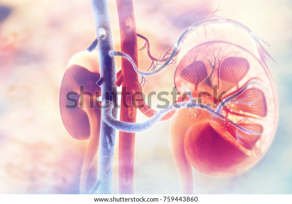 Human Kidney Cross Section 3d Illustration Stock Illustration 759443860 ...