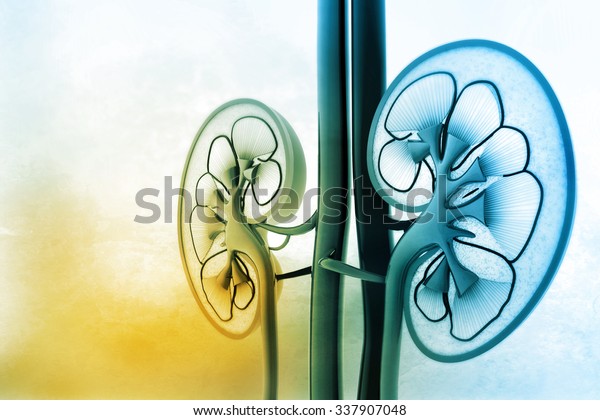 Human Kidney Cross Section Stock Illustration 337907048