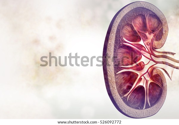 Human Kidney Cross Section On Scientific Stock Illustration 526092772
