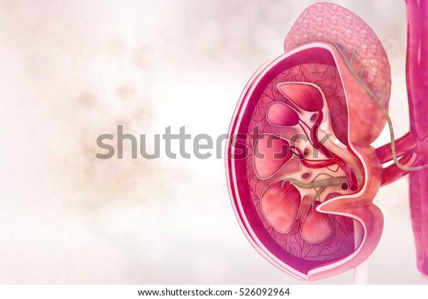 Human Kidney Cross Section On Scientific Stock Illustration 526092964