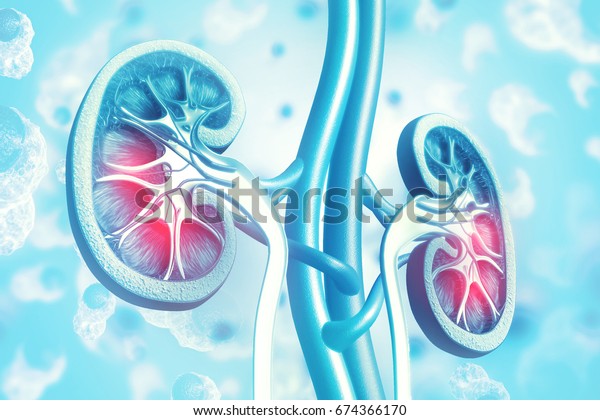 Human Kidney Cross Section On Scientific Stock Illustration 674366170 ...
