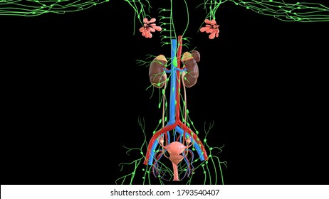 Human Kidney Mammary Glands Lymph Nodes3d Stock Illustration 1793540407