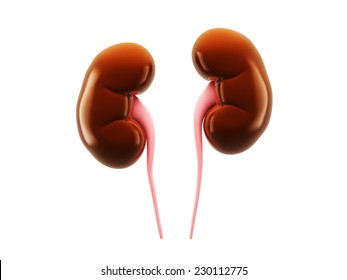 2,582 Fat Kidneys Images, Stock Photos & Vectors | Shutterstock