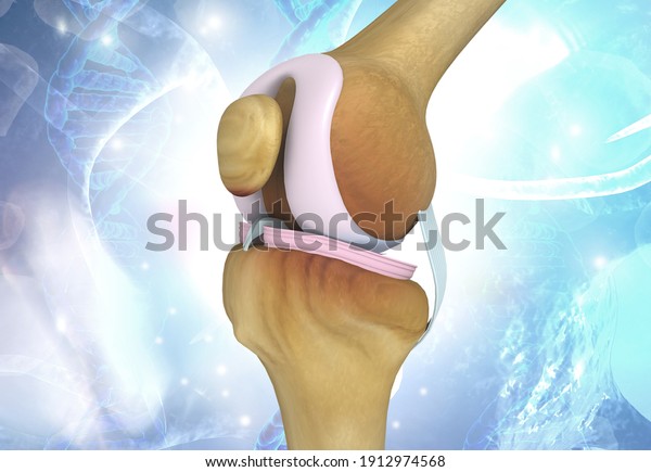 Human Knee Bone Anatomy 3d Illustration Stock Illustration 1912974568 ...