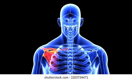 Human Left Right Scapula Bone Anatomy Stock Illustration 2203734471 ...