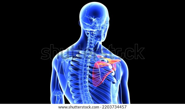 Human Left Right Scapula Bone Anatomy Stock Illustration 2203734457 ...